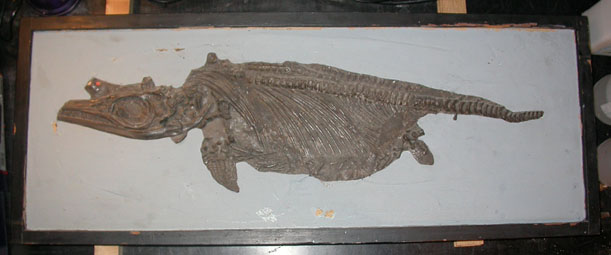 Natural History Conservation specialists